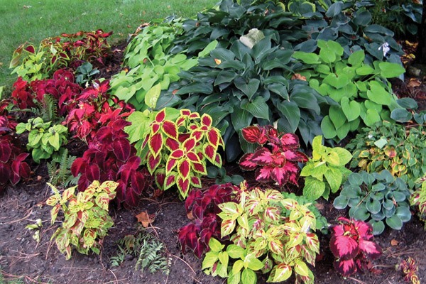 Structural plants | Agrobobica